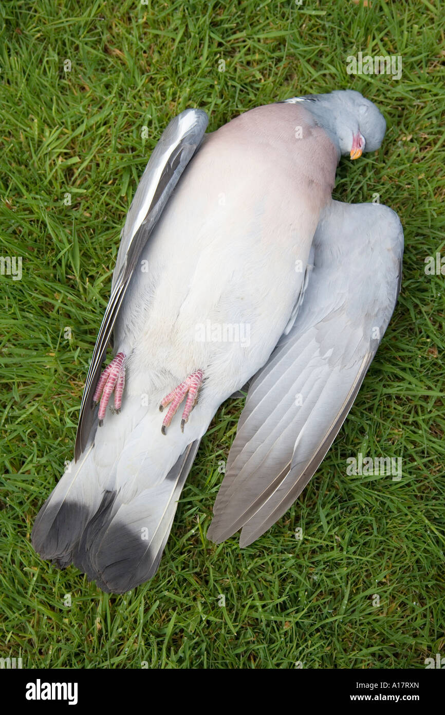 Dead Wood Pigeon Lying on Grass Columba Palumbus UK Norfolk Stock Photo ...