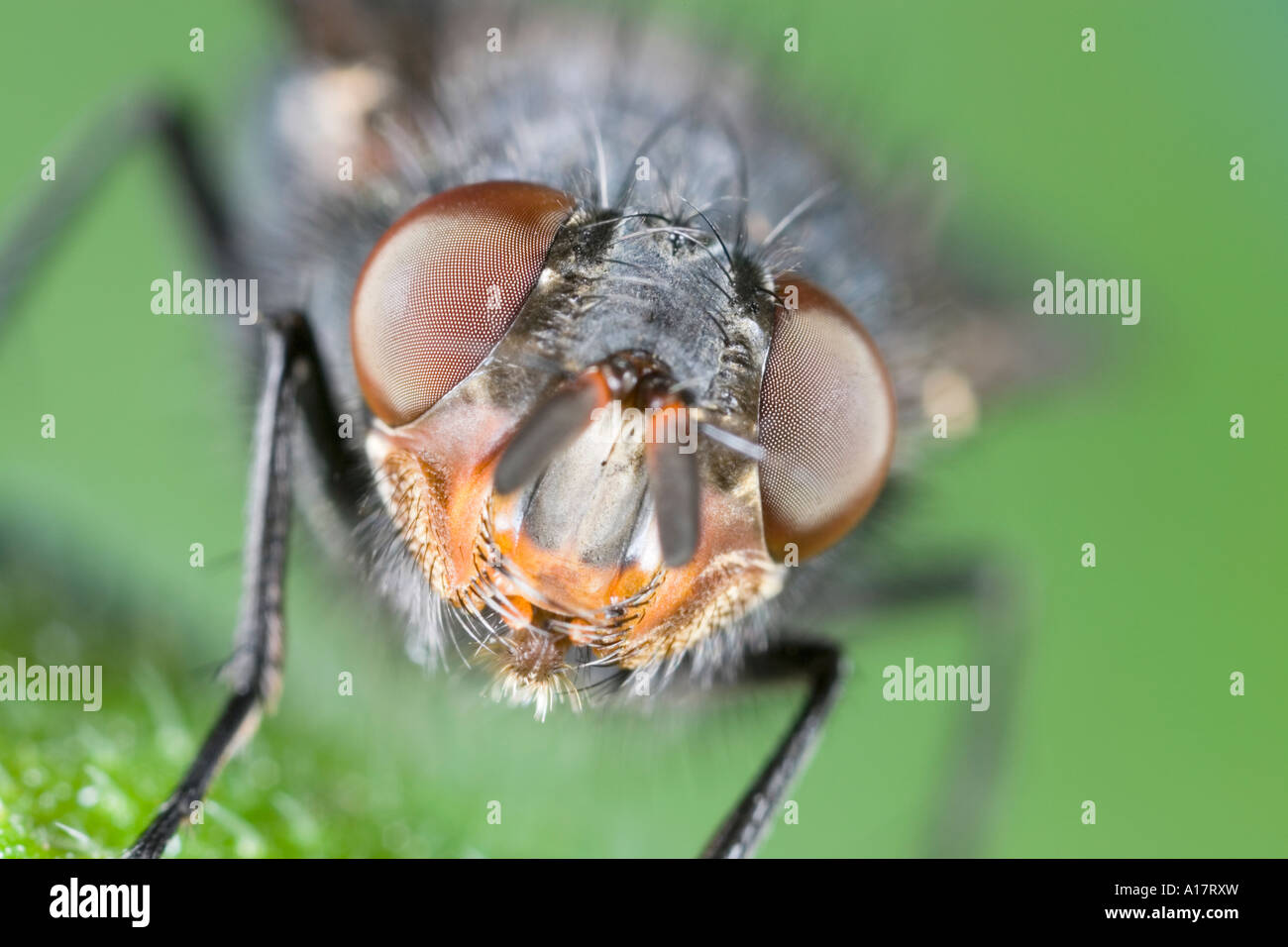 Close up of Fly Stock Photo - Alamy