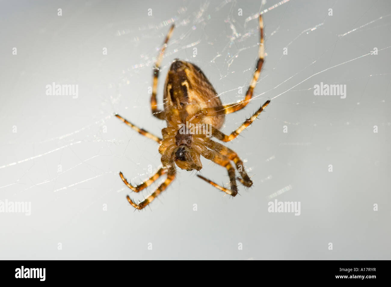 Female Garden Spider Suspended in Cobweb UK Norfolk Stock Photo - Alamy