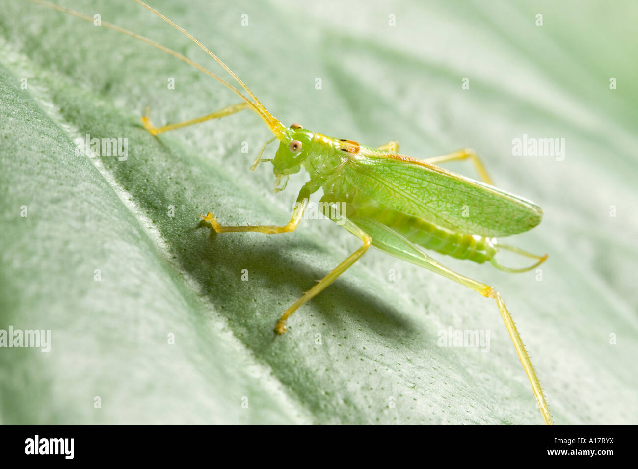 Oak bush cricket leaf hi-res stock photography and images - Alamy