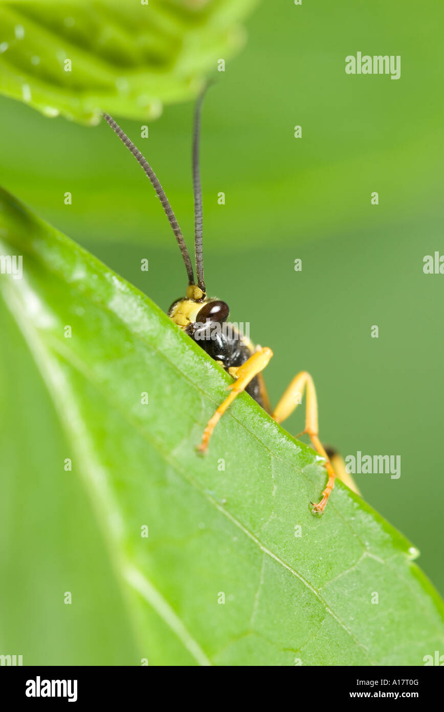 Digger Wasp on Edge of Leaf UK Stock Photo - Alamy