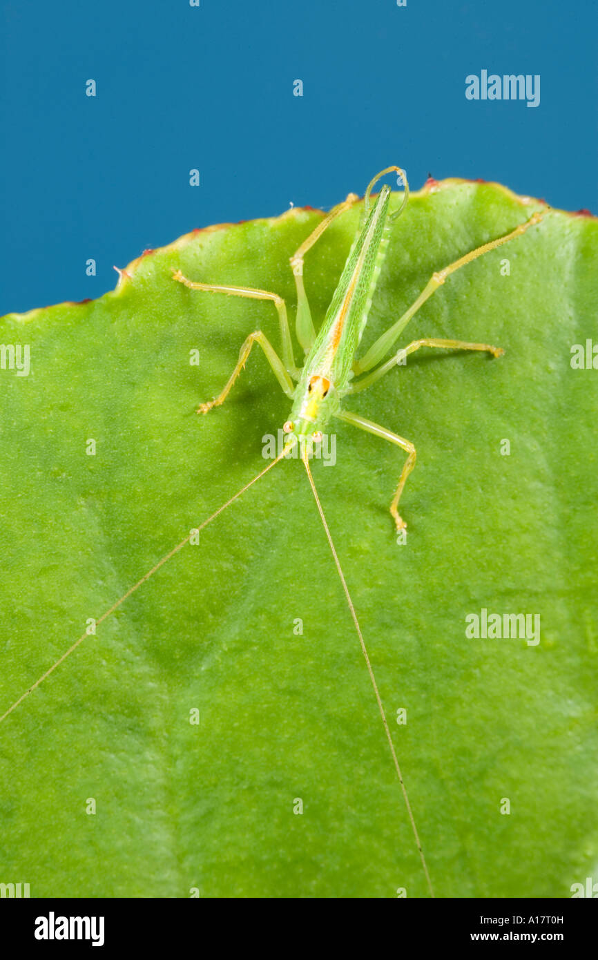 Oak bush cricket uk hi-res stock photography and images - Alamy