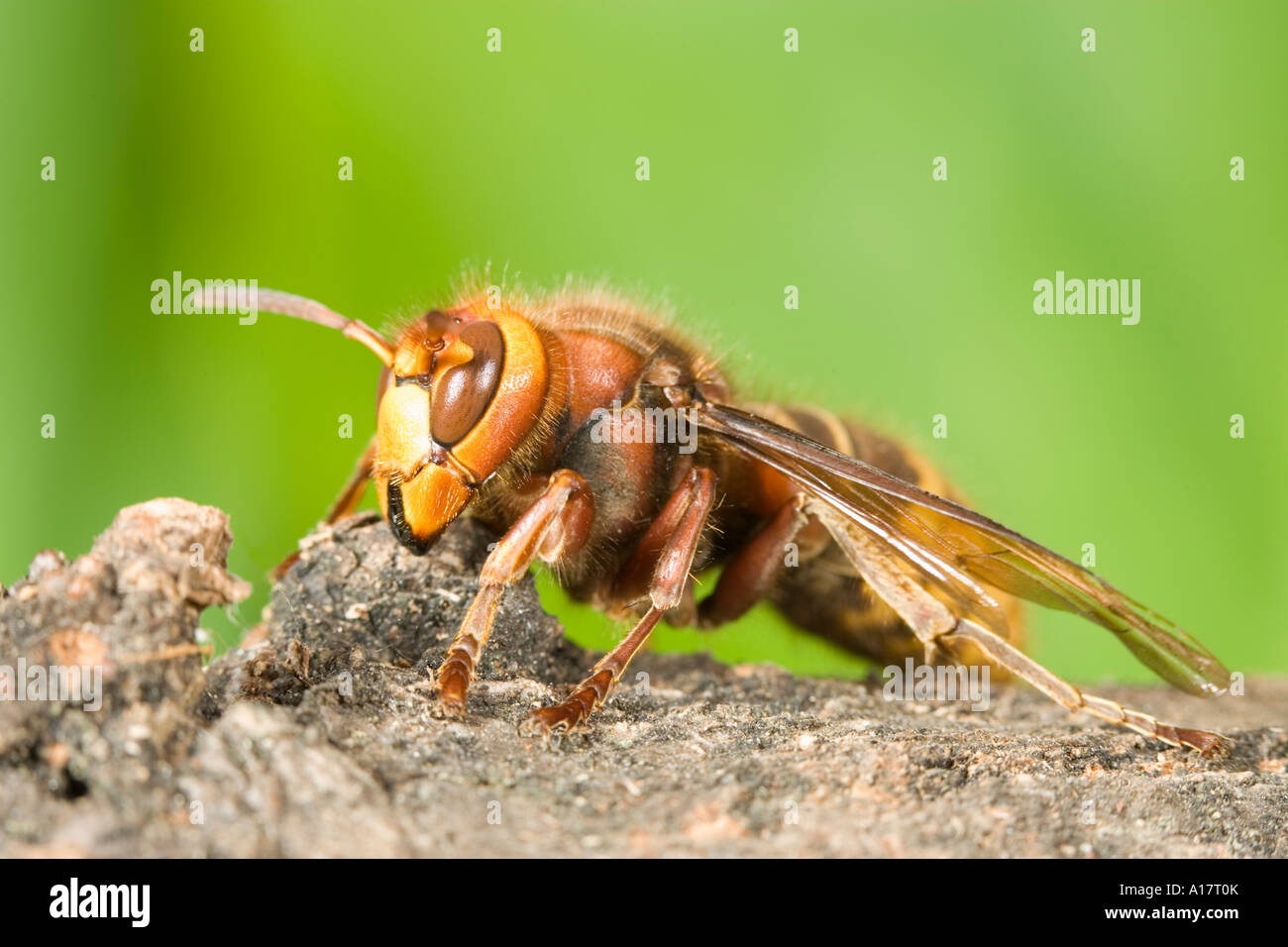 Scary wasp hi-res stock photography and images - Alamy