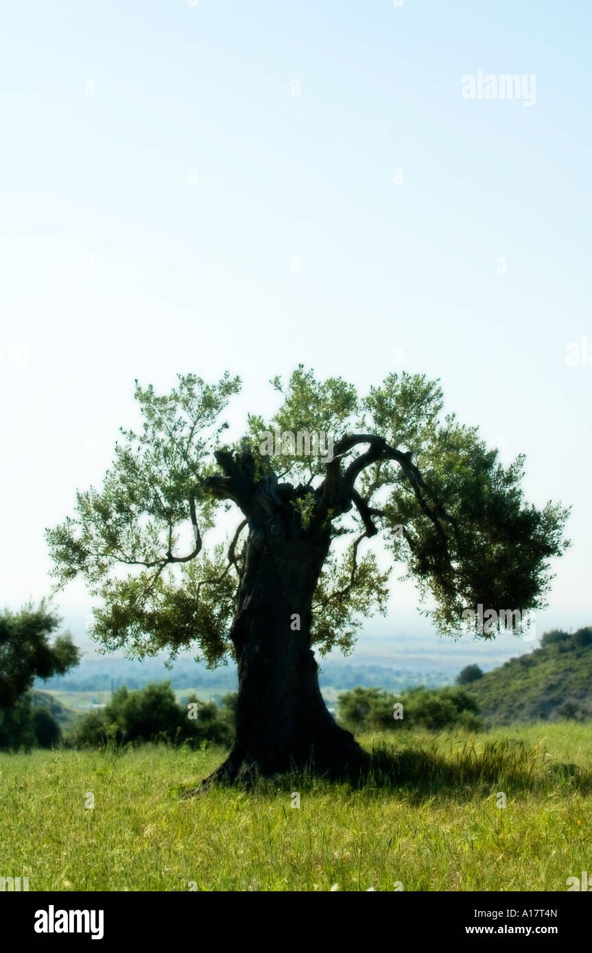 Olive tree (Olea europaea) old, Tirman, Northern Cyprus, Europe Stock ...