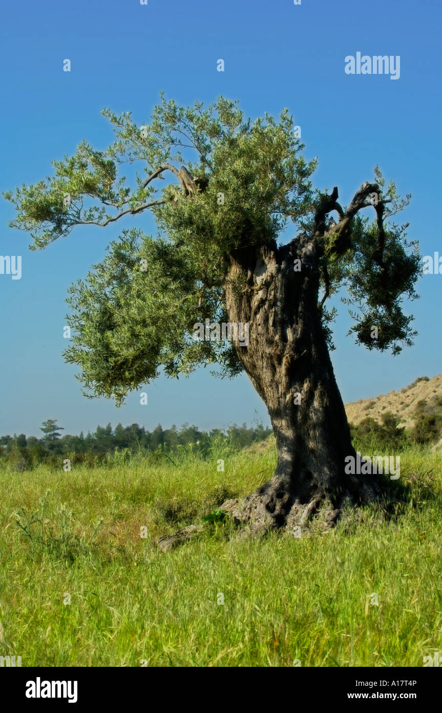 Olive tree (Olea europaea) Tirman, Northern Cyprus, Europe Stock Photo ...