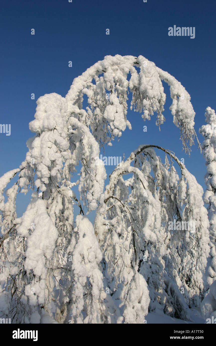 Snow covered trees Stock Photo - Alamy