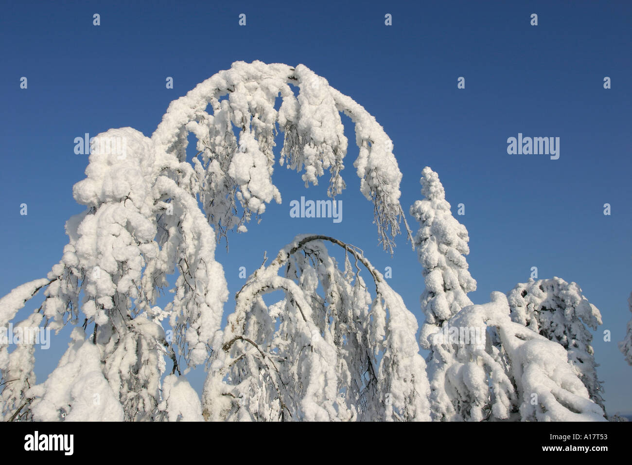 Snow covered trees Stock Photo - Alamy