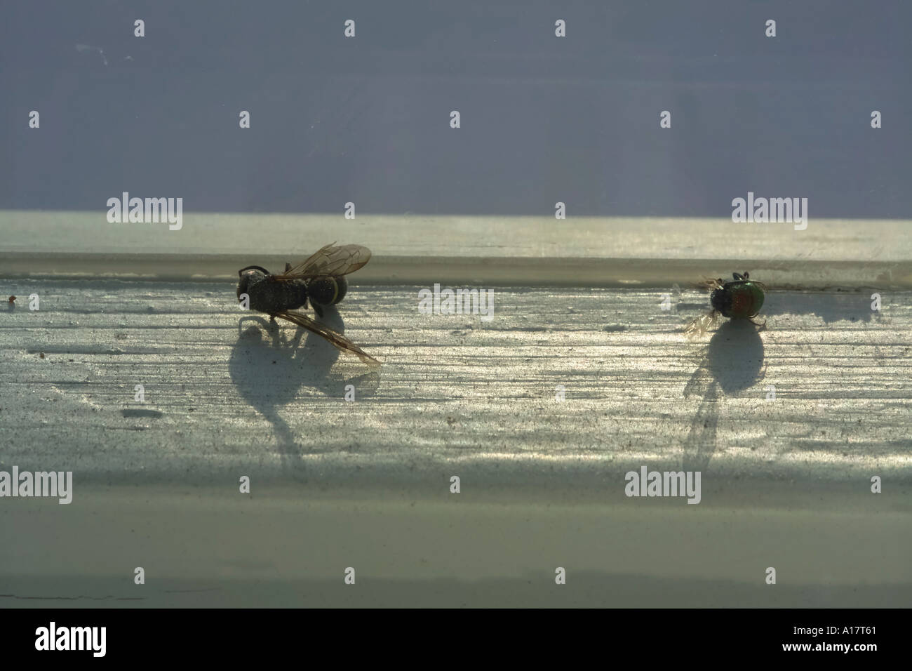 dead insects on window frame Stock Photo - Alamy