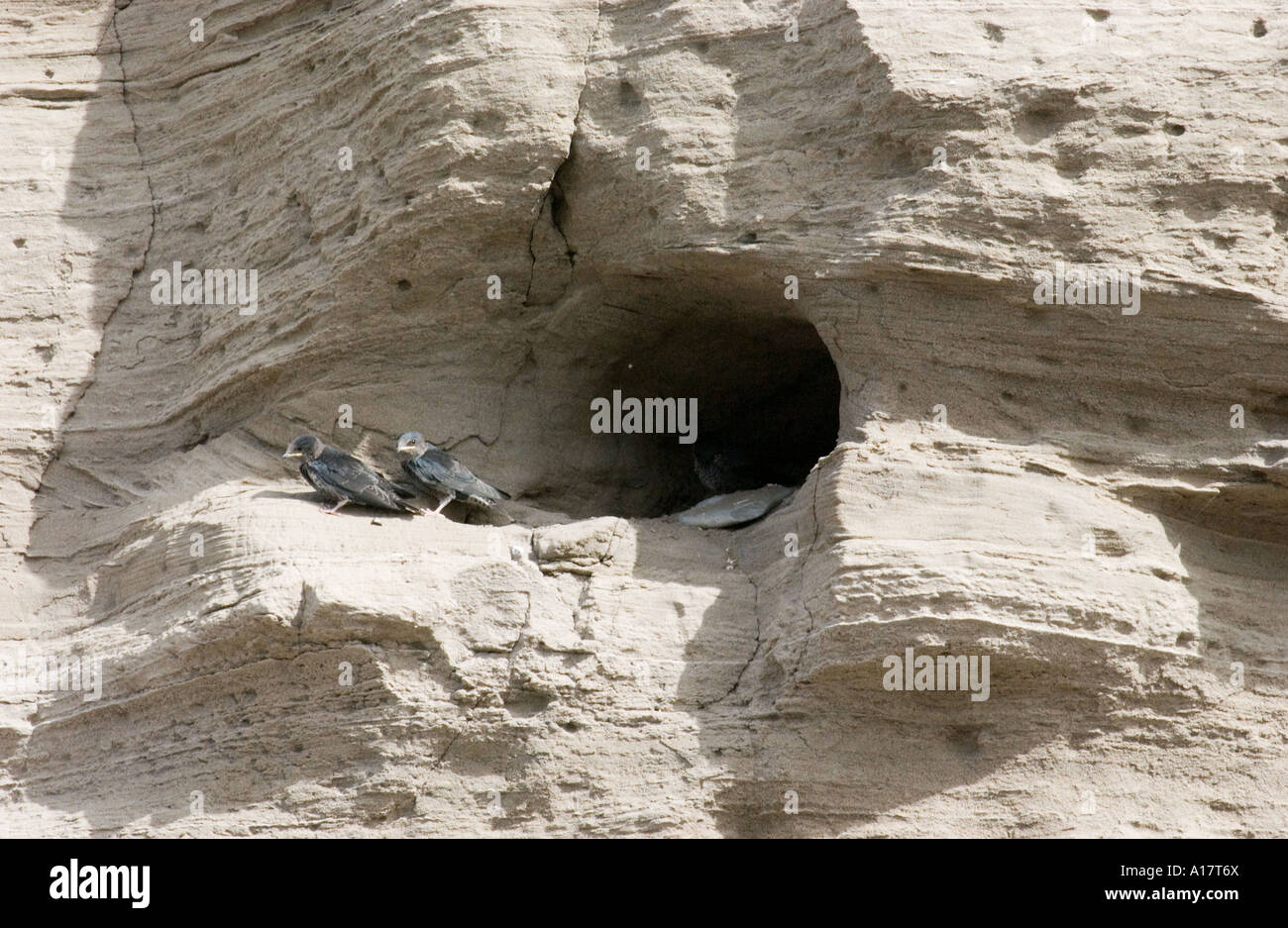 Southern Martin (Progne elegans) adult with chicks nesting in burrow ...
