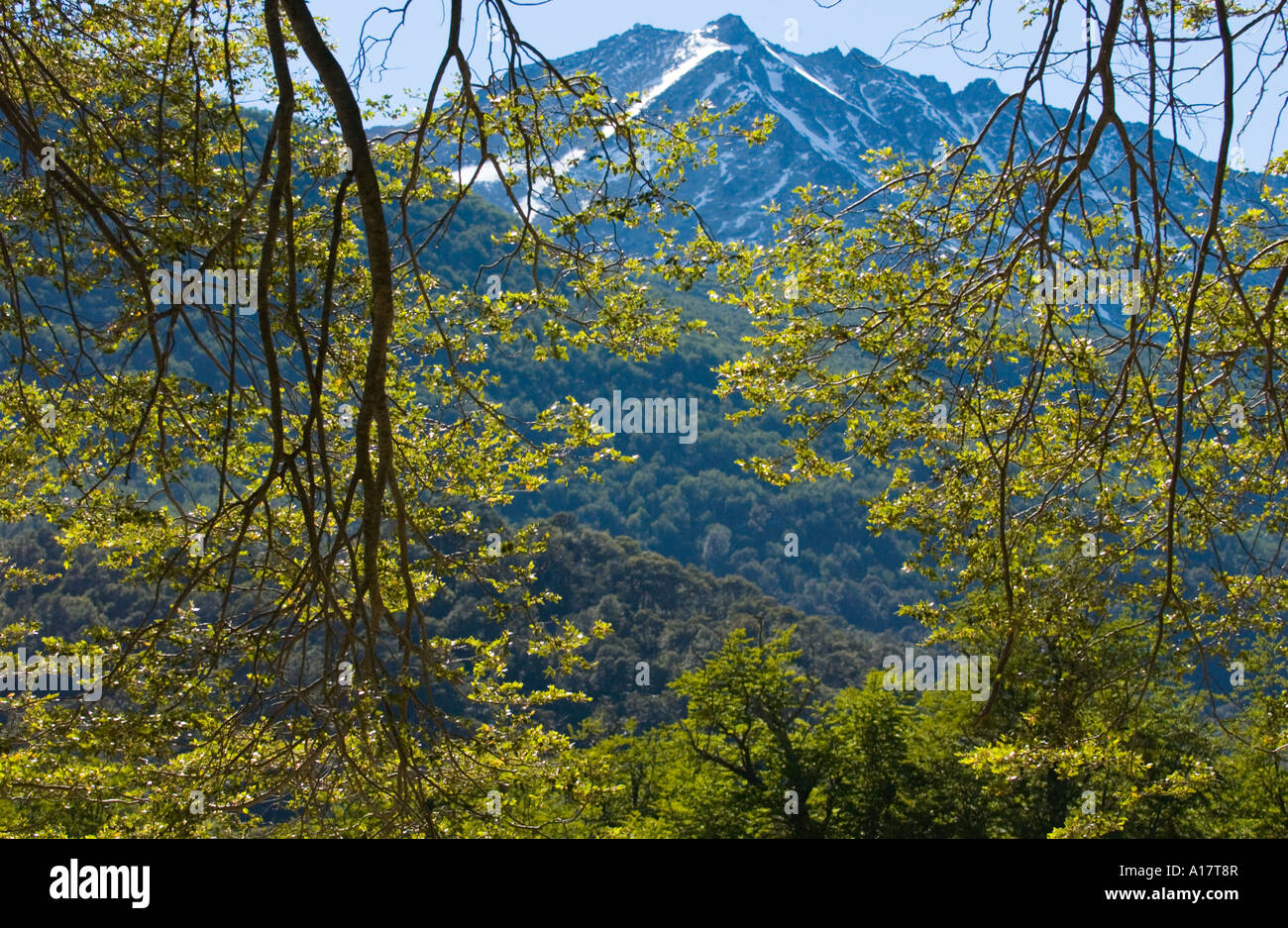 Lanin NP with the view of Lanin Volcano covered in snow Argentinean ...
