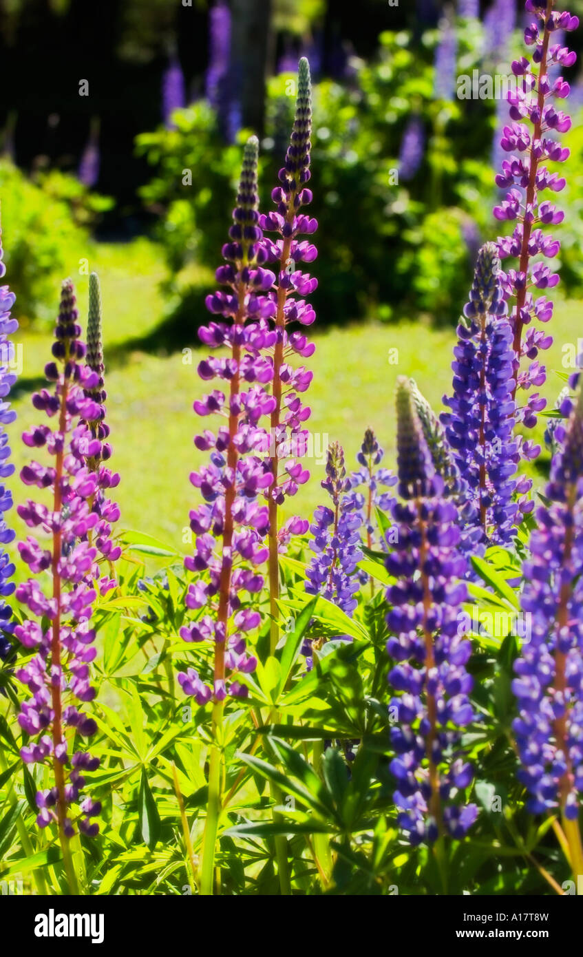 Escapee plant hi-res stock photography and images - Alamy
