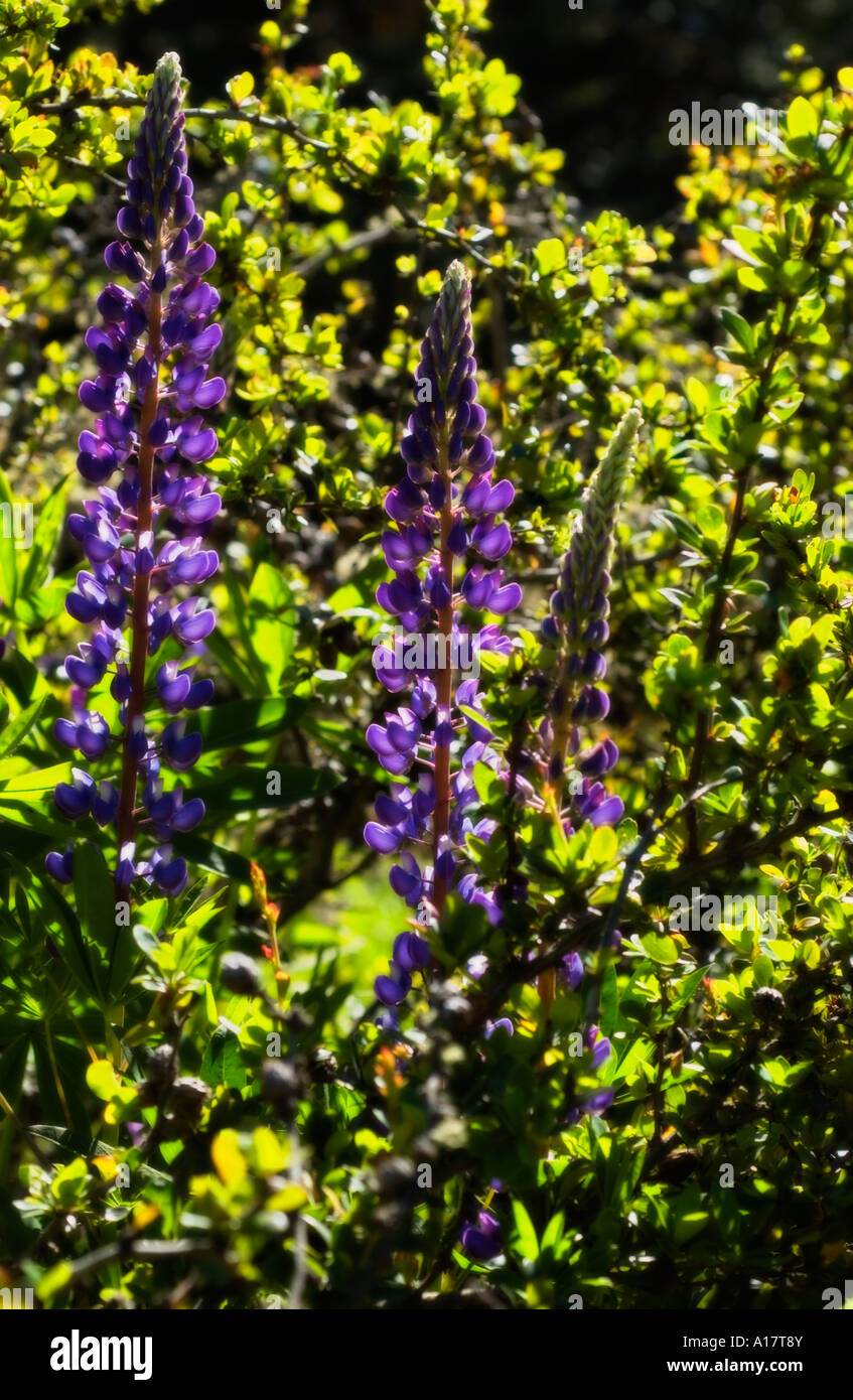 Big-leaf Lupine (Lupus polyphyllus) flowering, introduced invasive ...