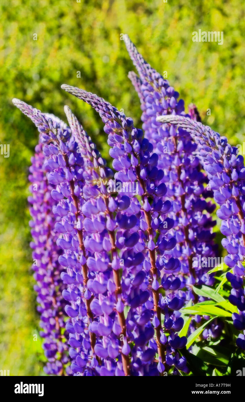 Big-leaf Lupine (Lupus polyphyllus) flowering, introduced invasive ...