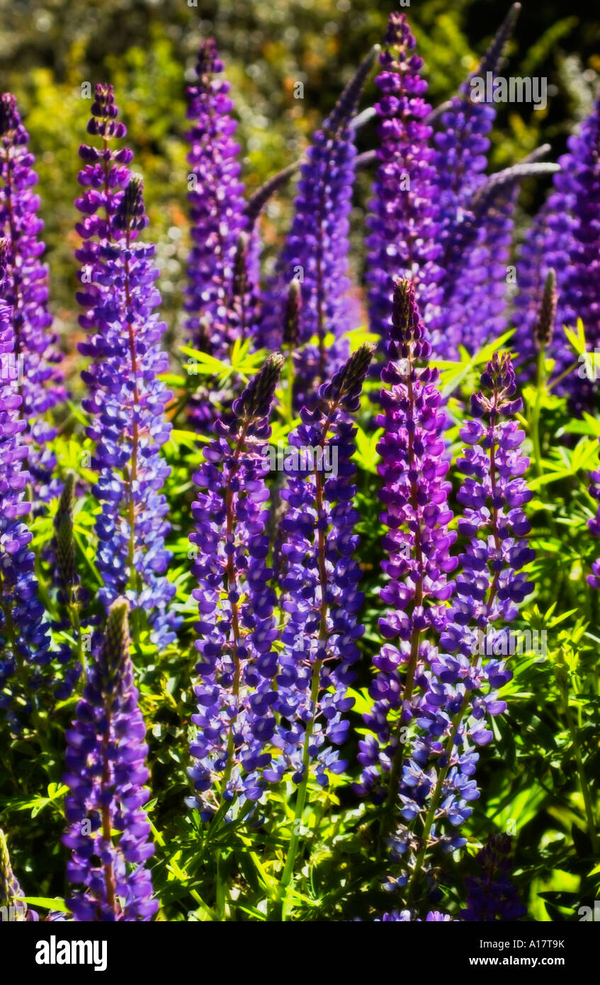 Big-leaf Lupine (Lupus polyphyllus) flowering, introduced invasive ...