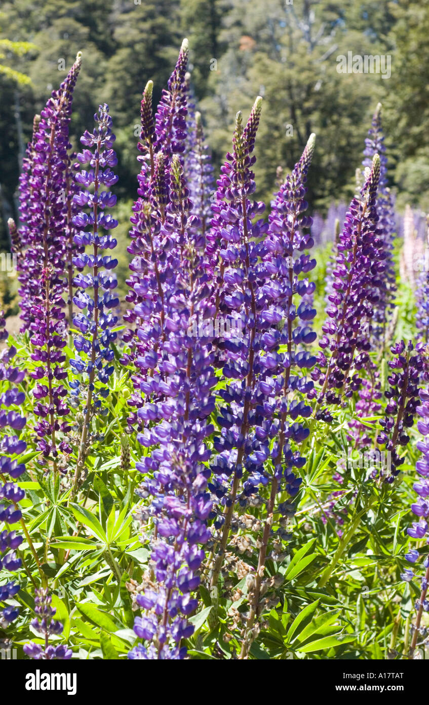 Big-leaf Lupine (Lupus polyphyllus) flowering Lanin N.P., Argentina ...