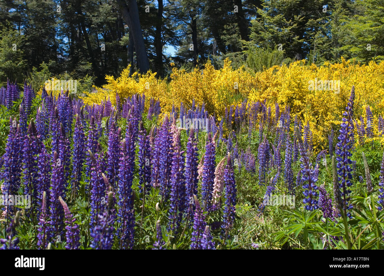 Big-leaf Lupine Lupus polyphyllus and Broom Sarothamnus scoparius ...