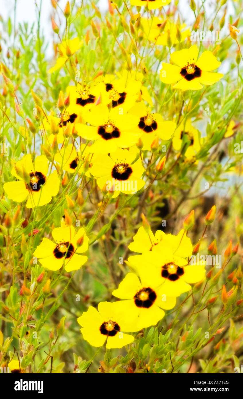 Rockroses hi-res stock photography and images - Alamy