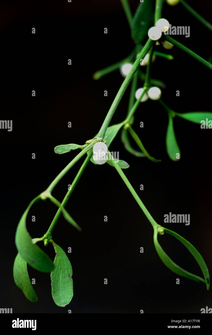 A sprig of Mistletoe Viscum Album Stock Photo - Alamy