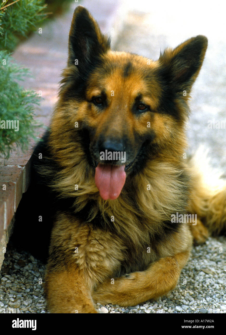 Watchdog hi-res stock photography and images - Alamy