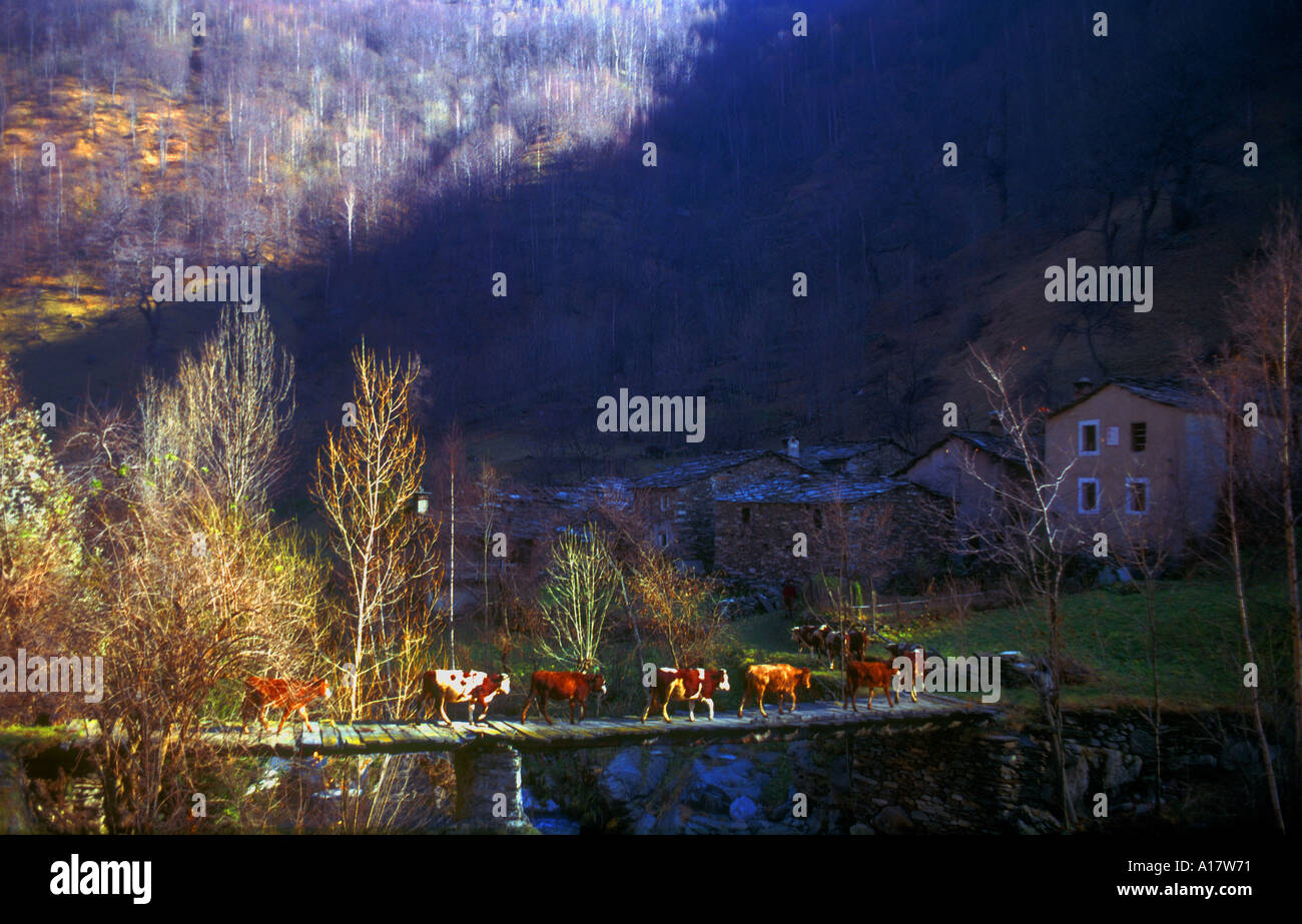 Reentry of the cows Stock Photo - Alamy