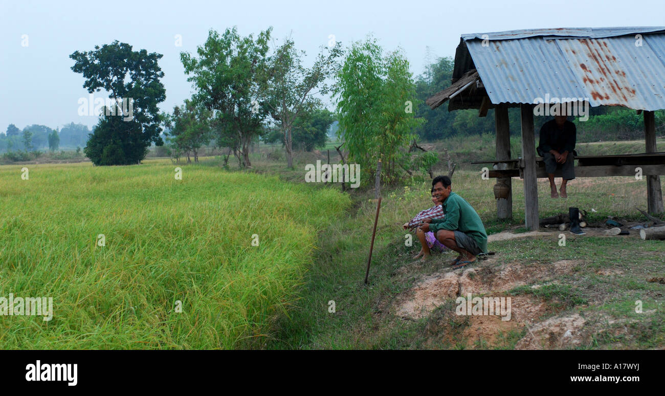 Farming in Isan the north east of Thailand Stock Photo - Alamy