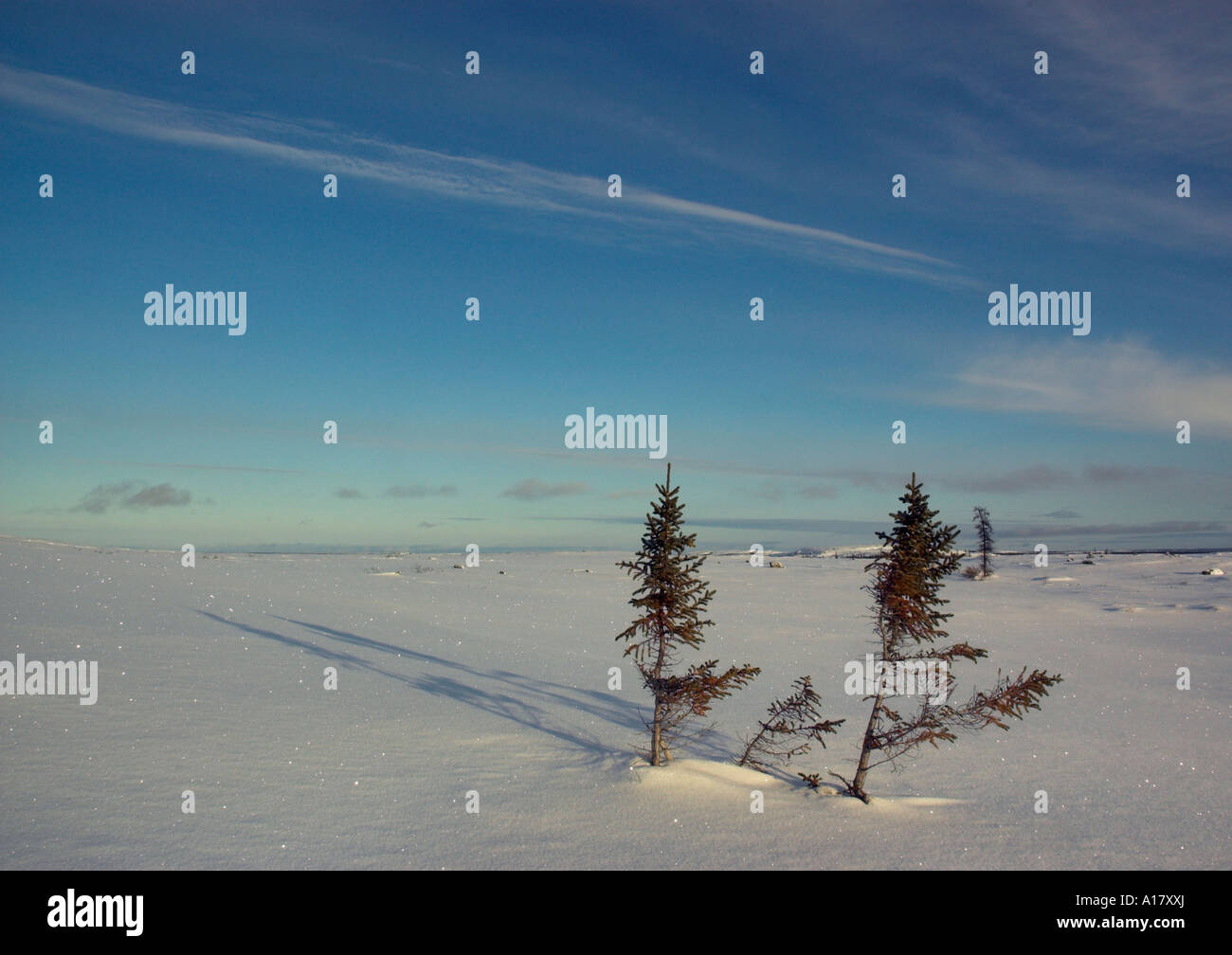 Two small fir trees cast their shadows over the snow in arctic Canada ...