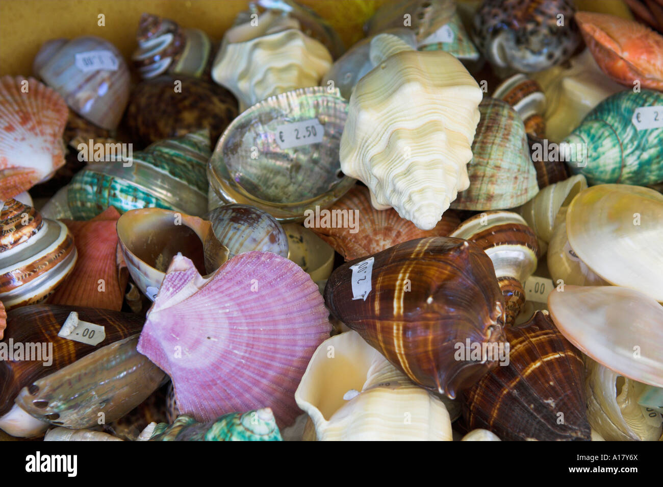 Sea shells on display in shop as tourist souvenirs Stock Photo - Alamy