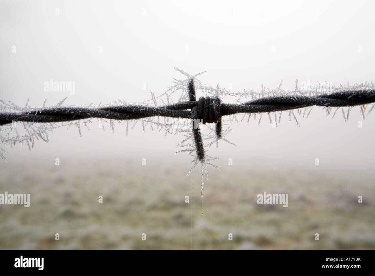 Barbed wire covered in fine frost Stock Photo - Alamy