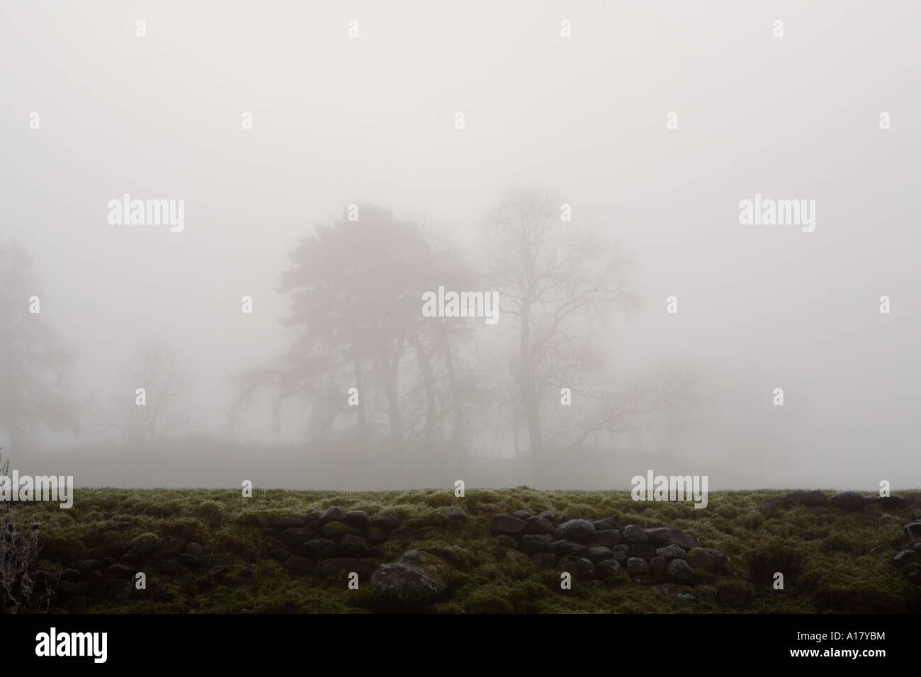 Trees through winter fog, England UK Stock Photo - Alamy