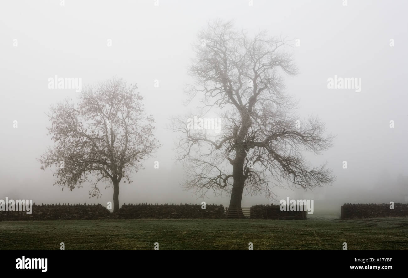 Trees through winter fog, England UK Stock Photo - Alamy