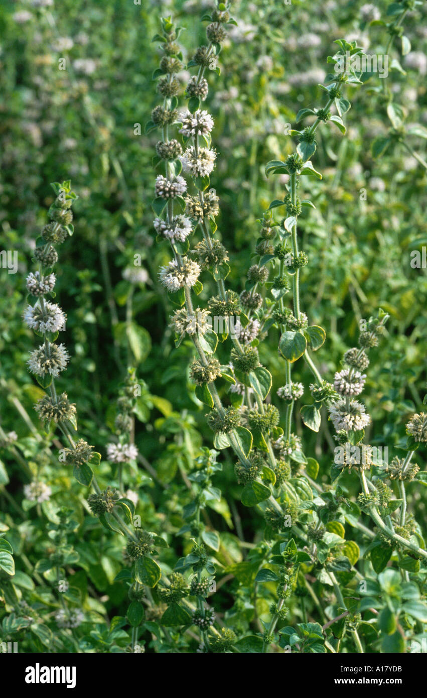 pennyroyal (Mentha pulegium), blooming Stock Photo - Alamy