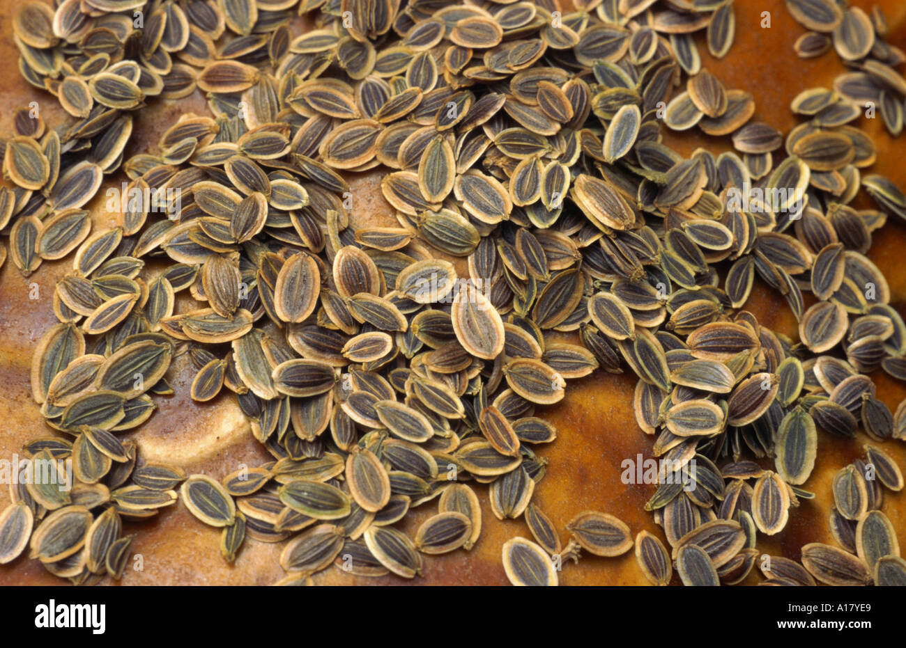dill (Anethum graveolens), seeds Stock Photo - Alamy