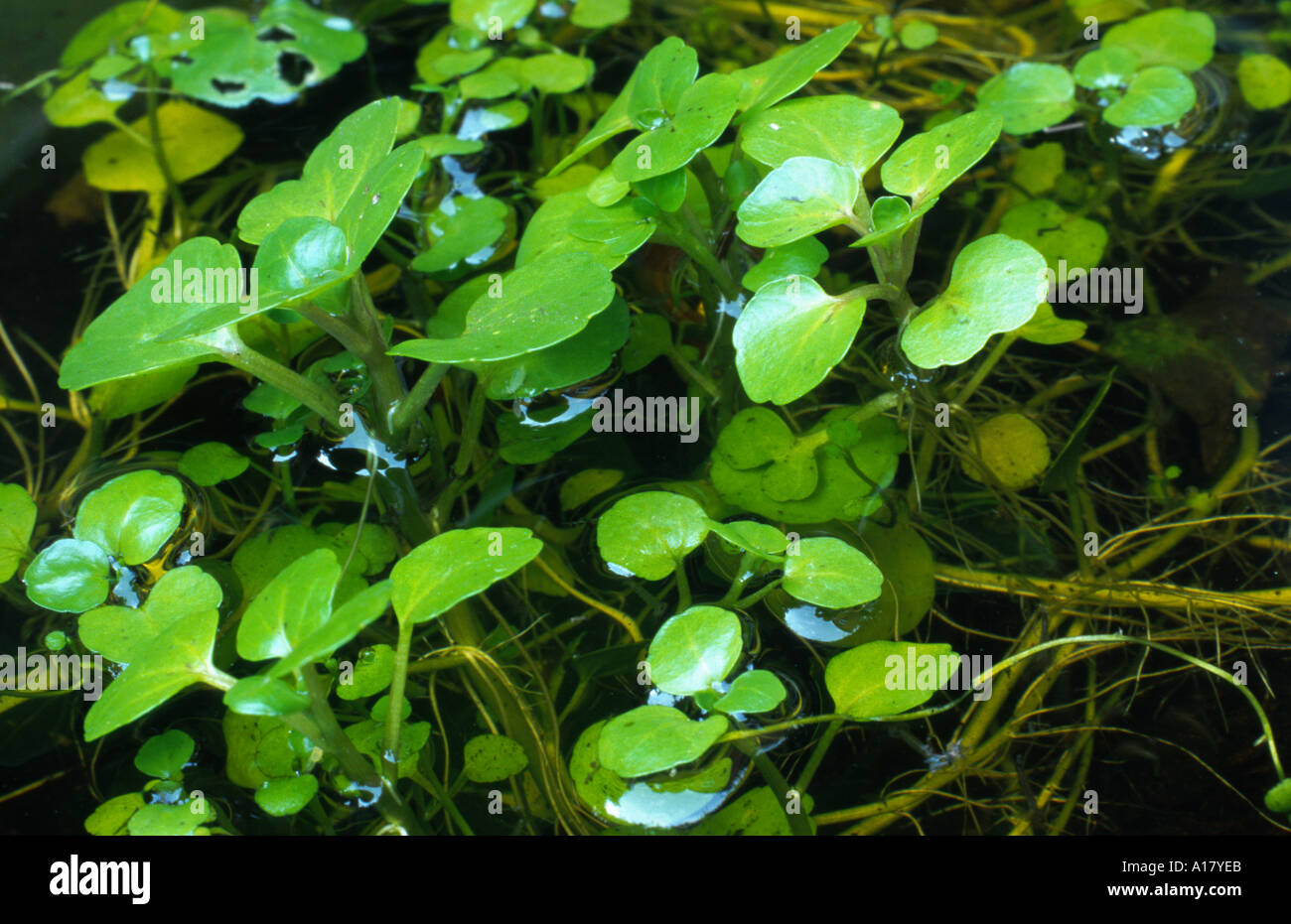 opposite-leaved golden-saxifrage (Chrysosplenium oppositifolium ...
