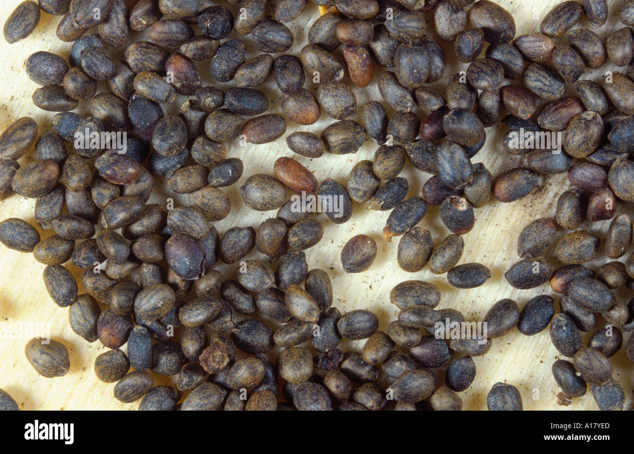 summer savory, calamint (Satureja hortensis), seeds Stock Photo - Alamy