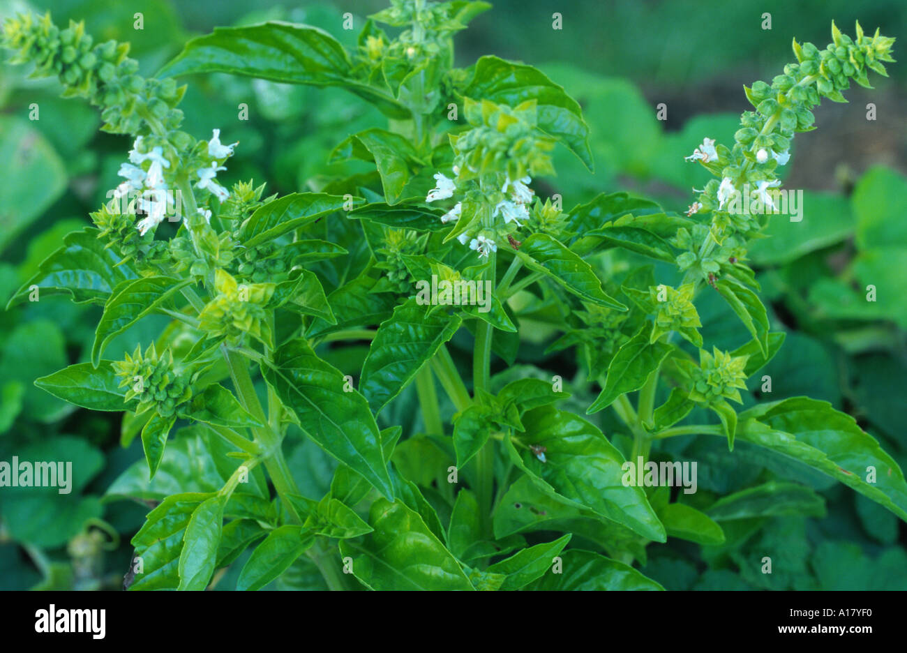 sweet basil (Ocimum basilicum), blooming Stock Photo - Alamy