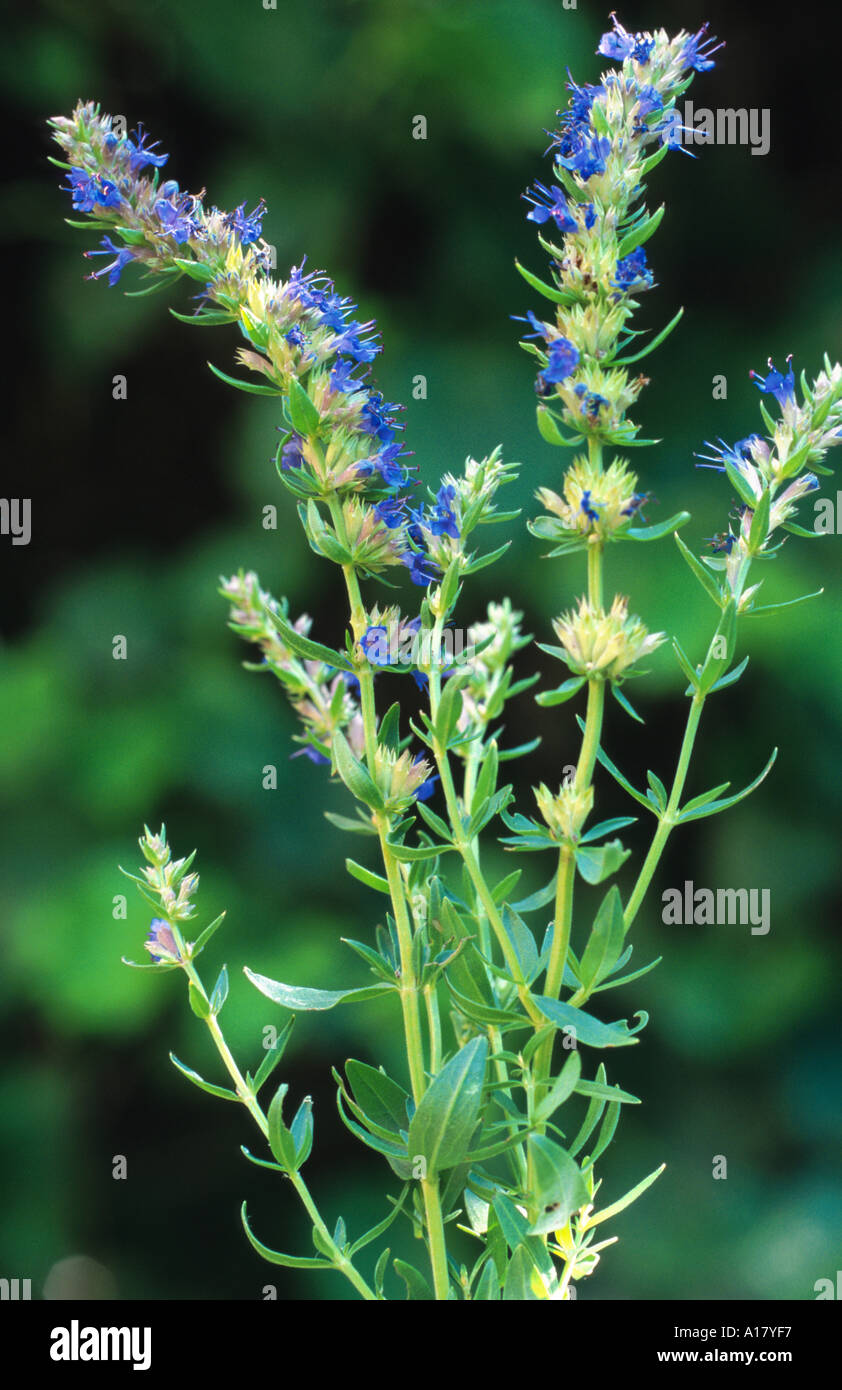 hyssop (Hyssopus officinalis Stock Photo - Alamy