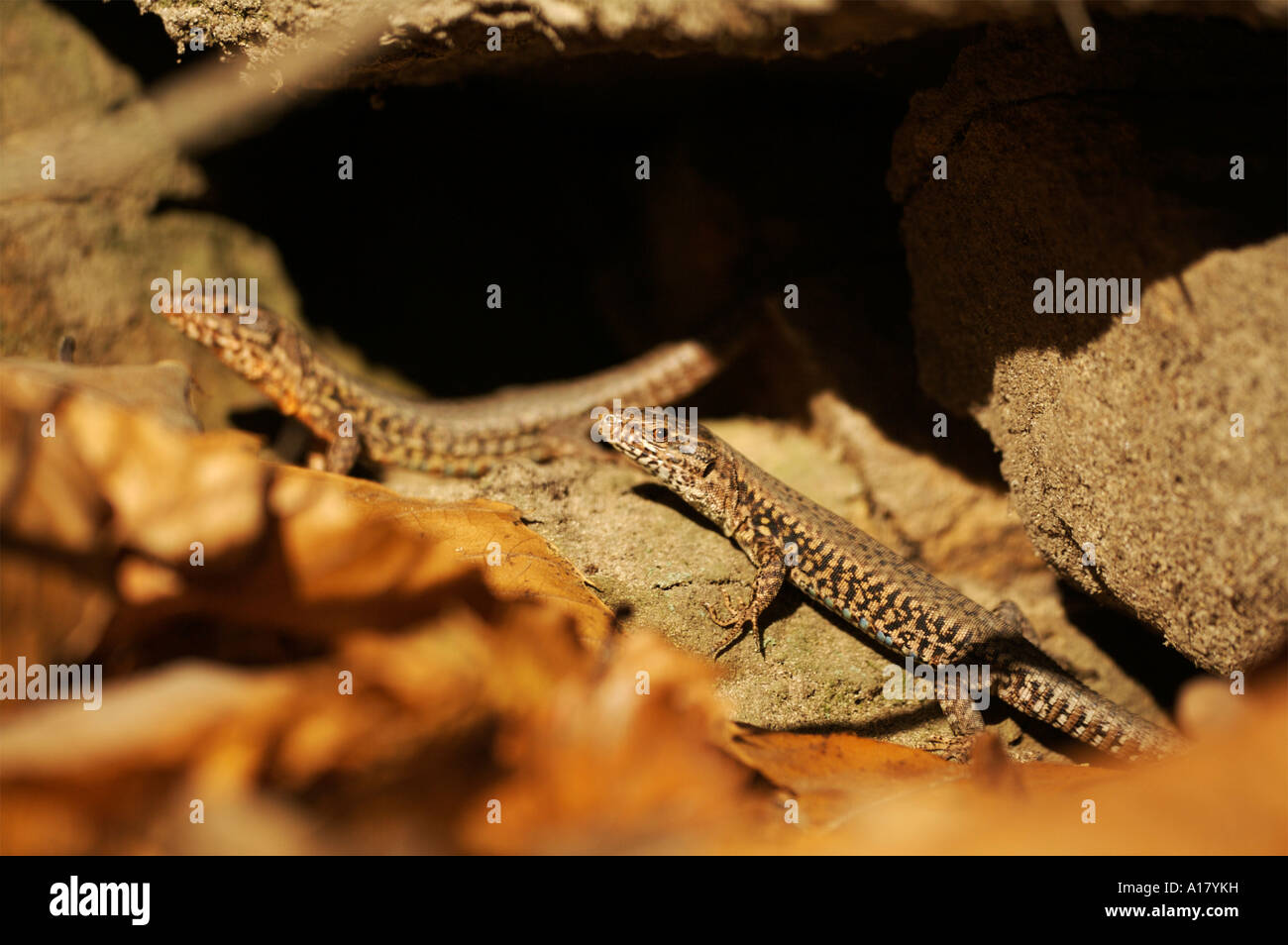 Lizards in the forest Stock Photo - Alamy