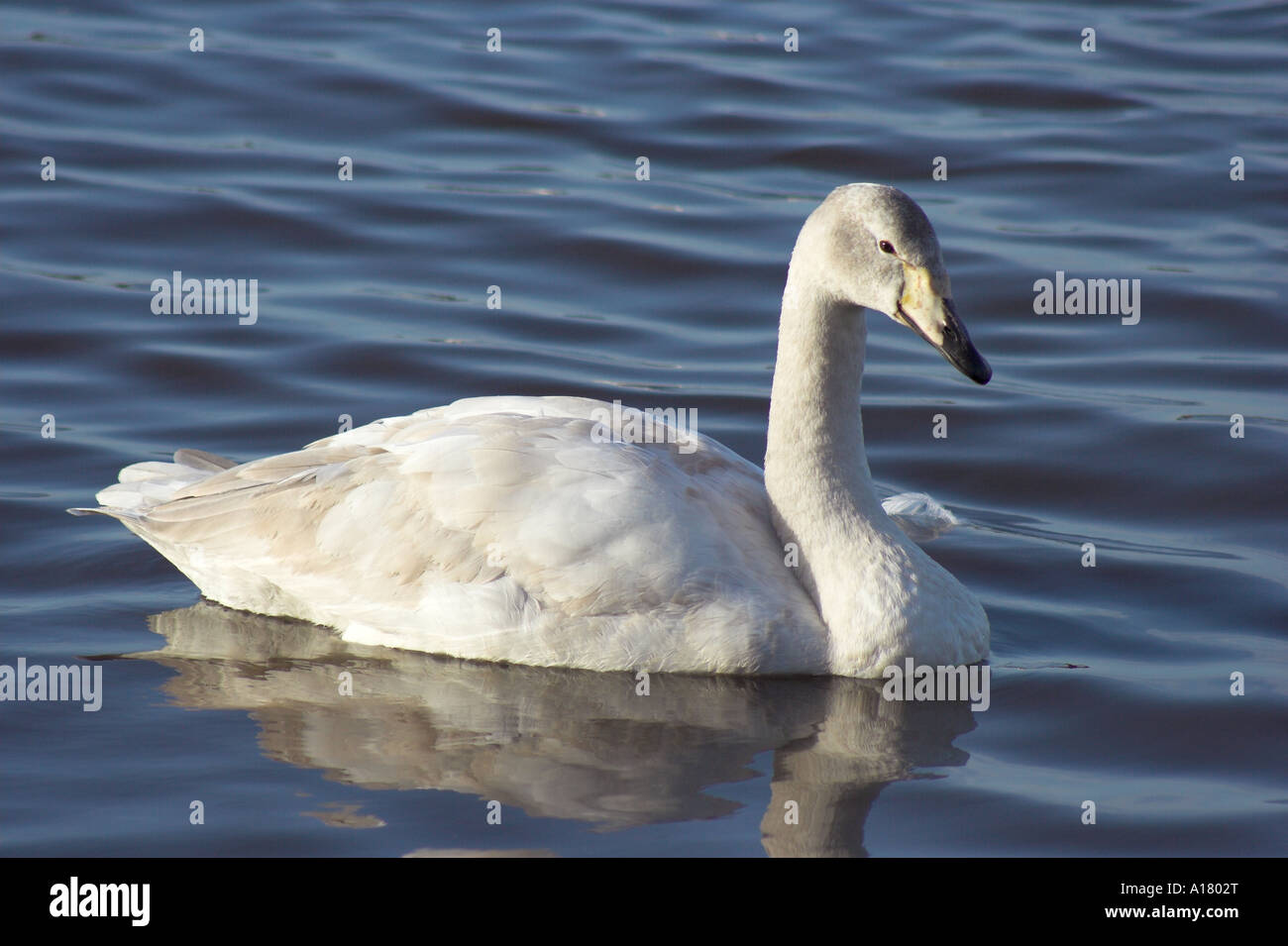 horizontal landscape photo of a juvenile whooper swan in water Stock ...