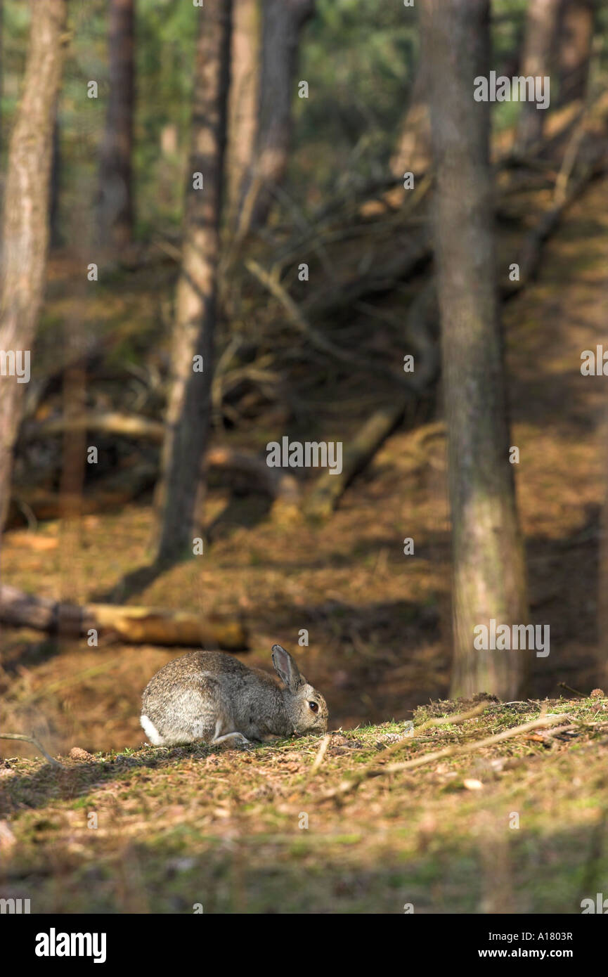 vertical portrait photo of a rabbit Oryctolagus cunniculus in woods in ...