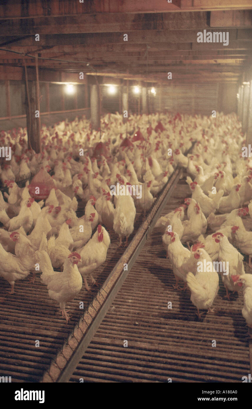 Poultry factory farm hi-res stock photography and images - Alamy