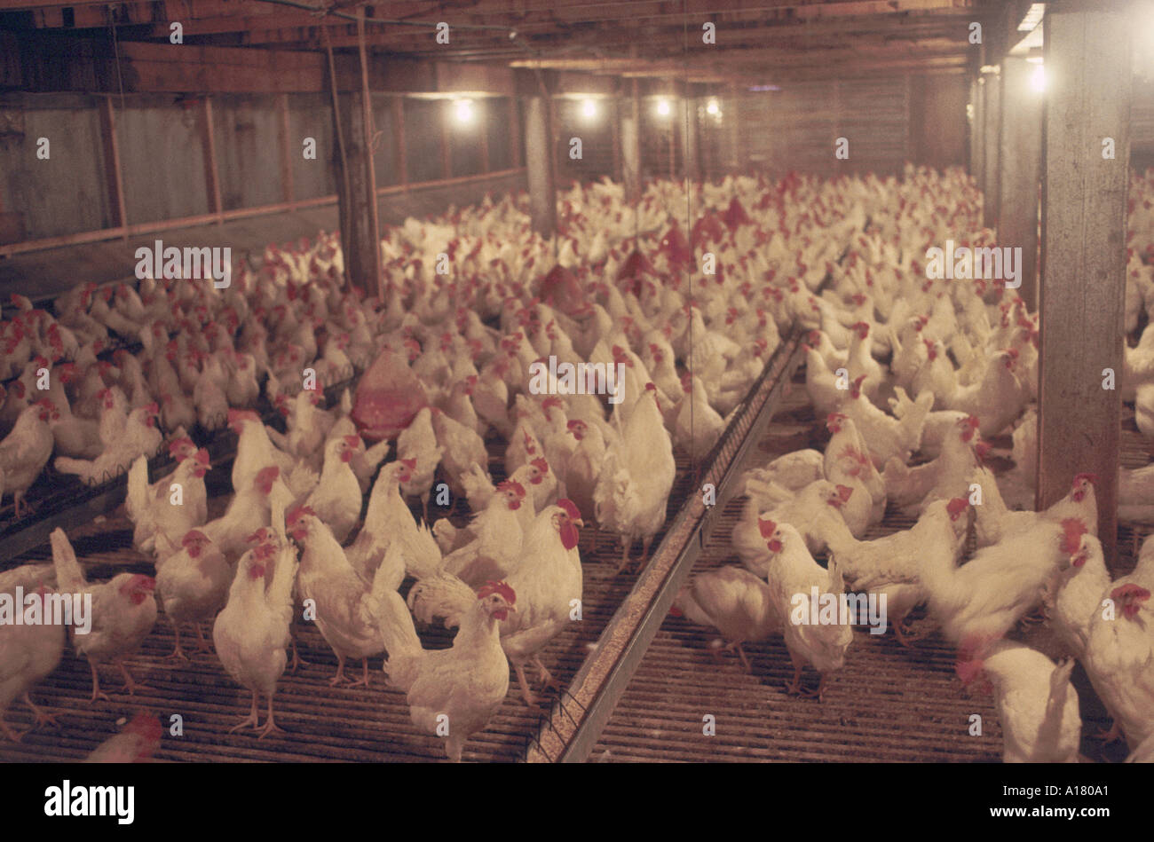 Overcrowding chickens hi-res stock photography and images - Alamy