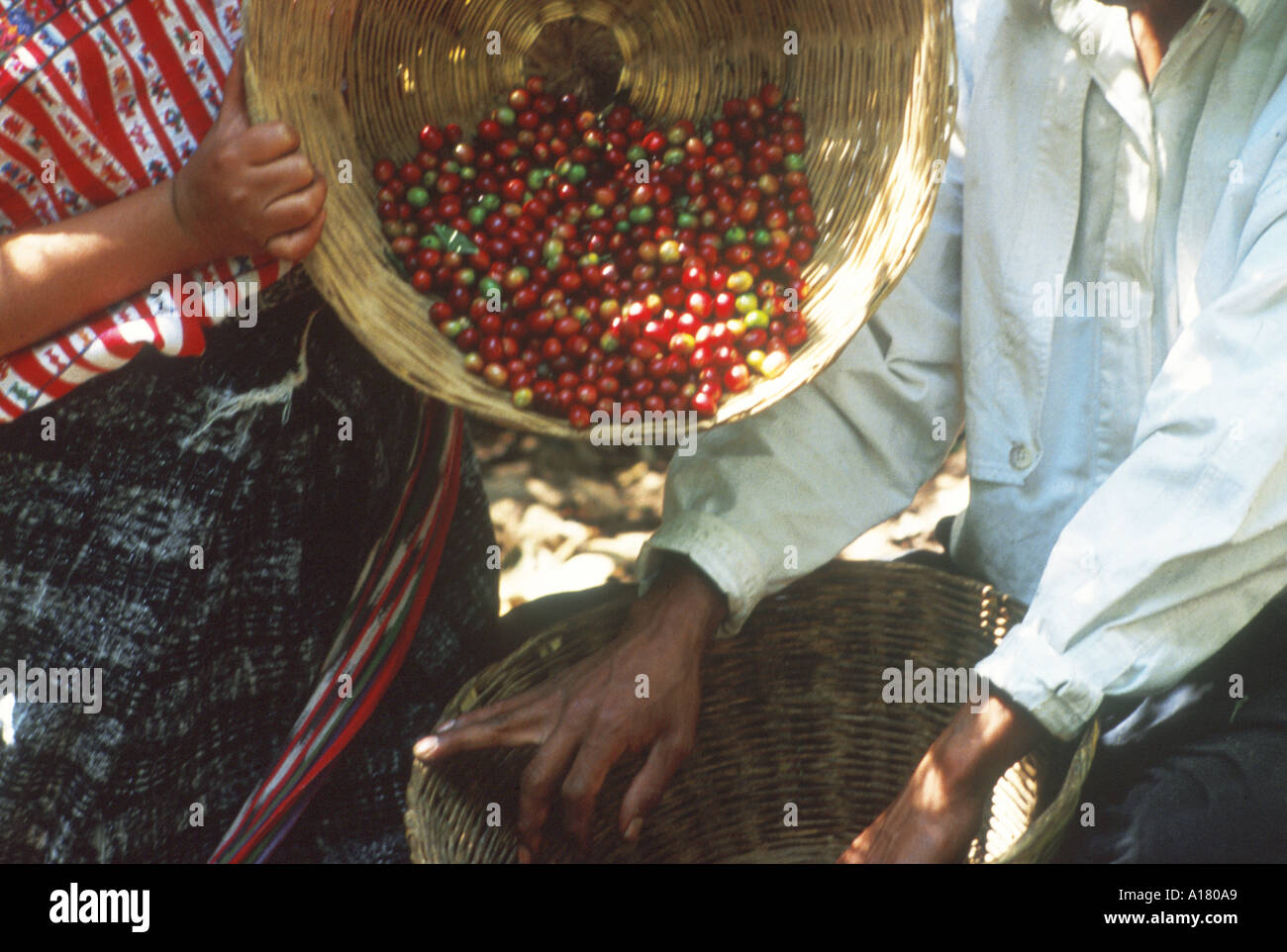 Mayan indians harvesting coffee hi-res stock photography and images - Alamy