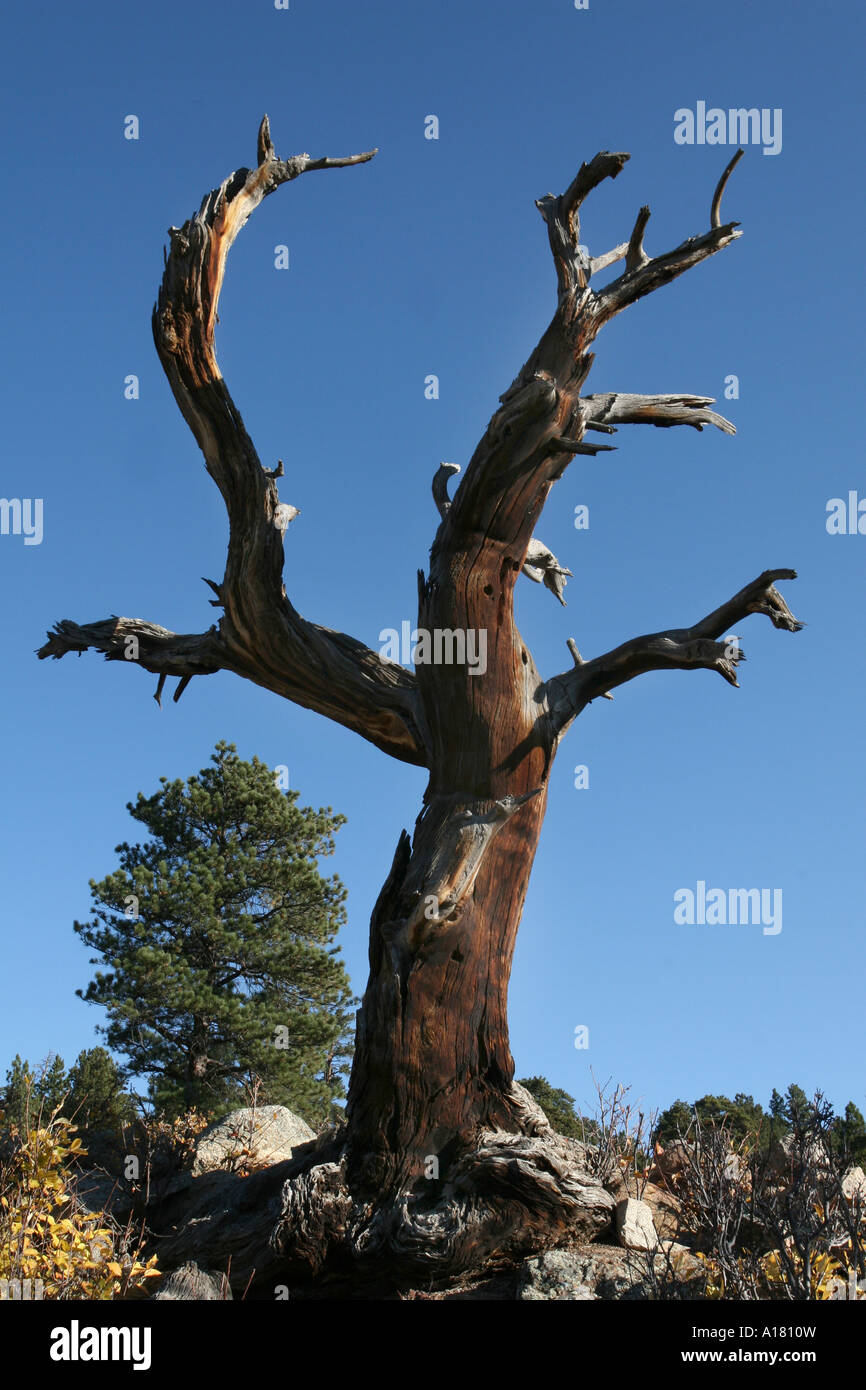 A dead tree in Moraine Park in Rocky Mountain National Park, Colorado ...