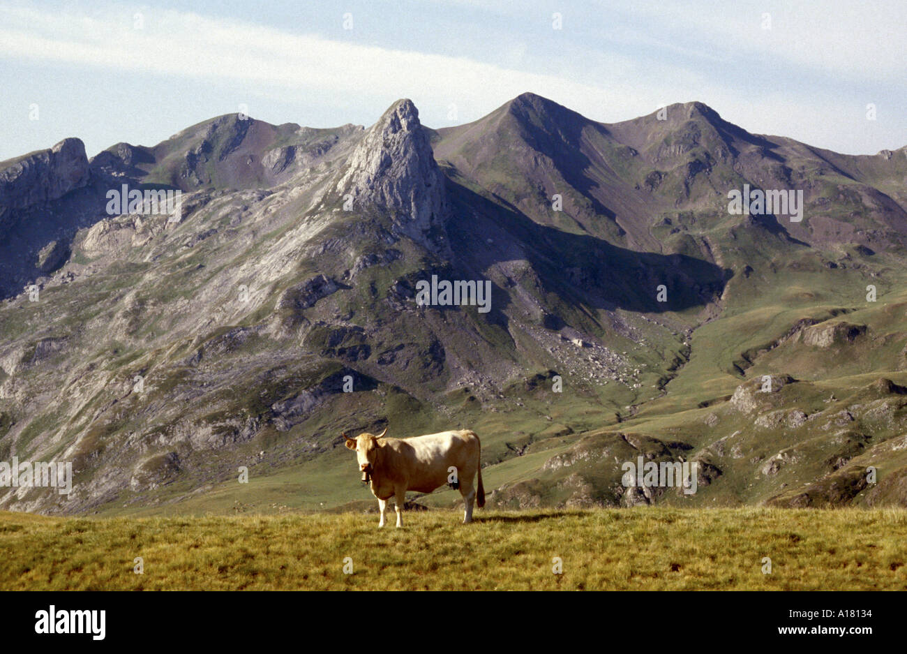 Cow at the Col du Soum de Pombie, Pyrenees, France Stock Photo - Alamy