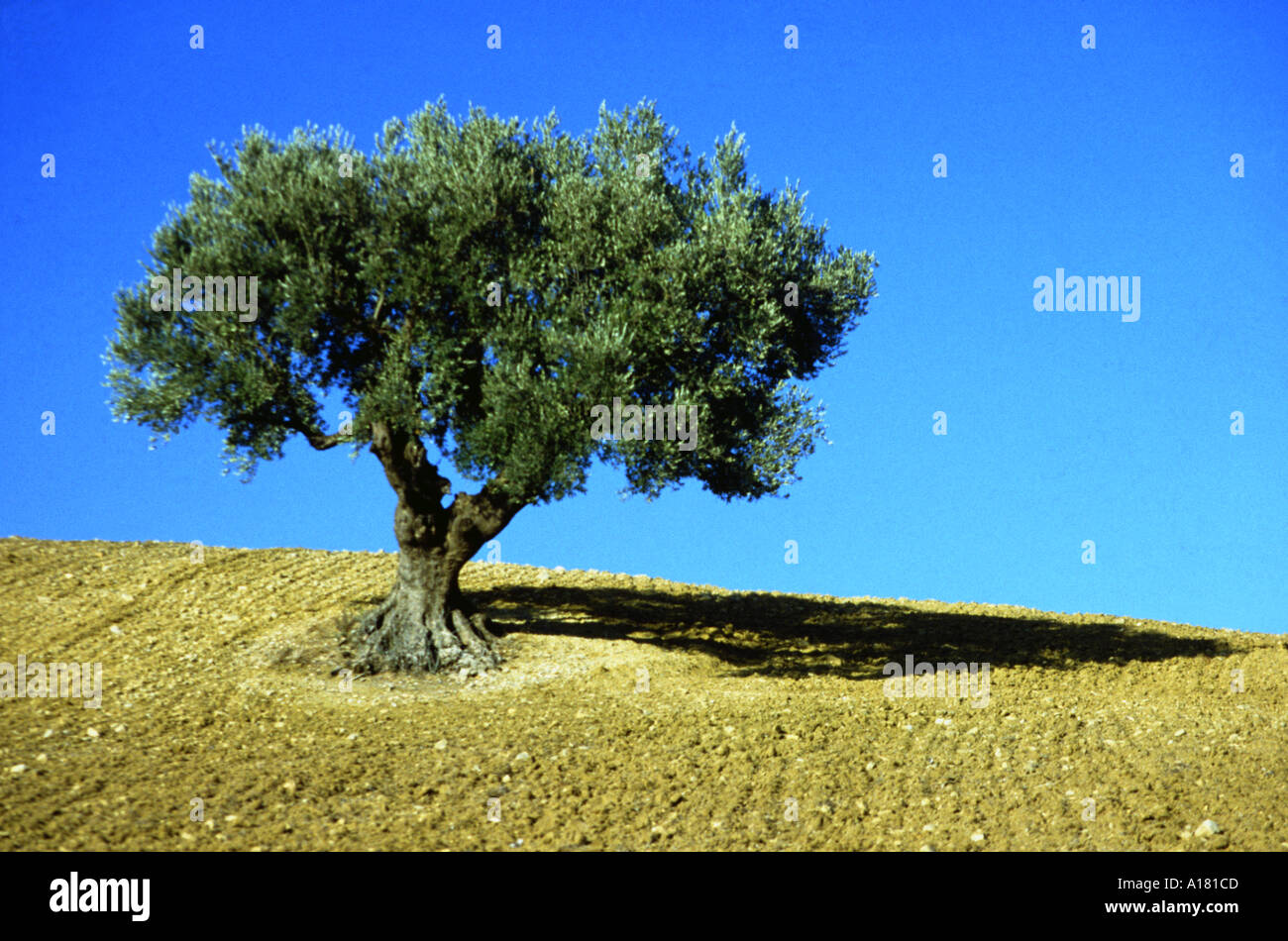 Oiltree hi-res stock photography and images - Alamy