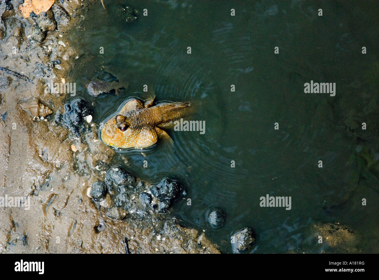 Giant Mudskipper Periophthalmodon schlosseri wildlife wild wilderness ...
