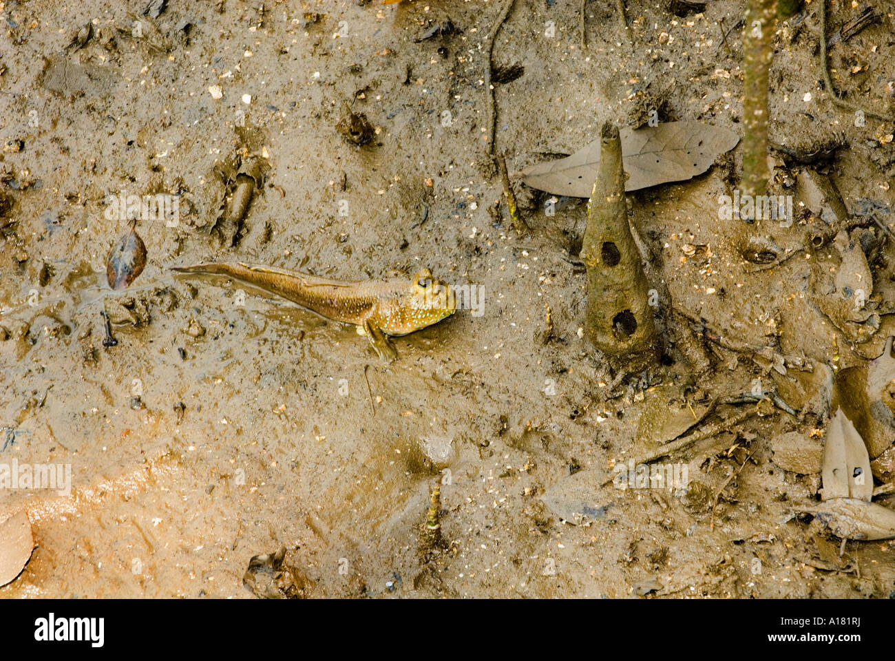 Giant Mudskipper Periophthalmodon schlosseri wildlife wild wilderness ...