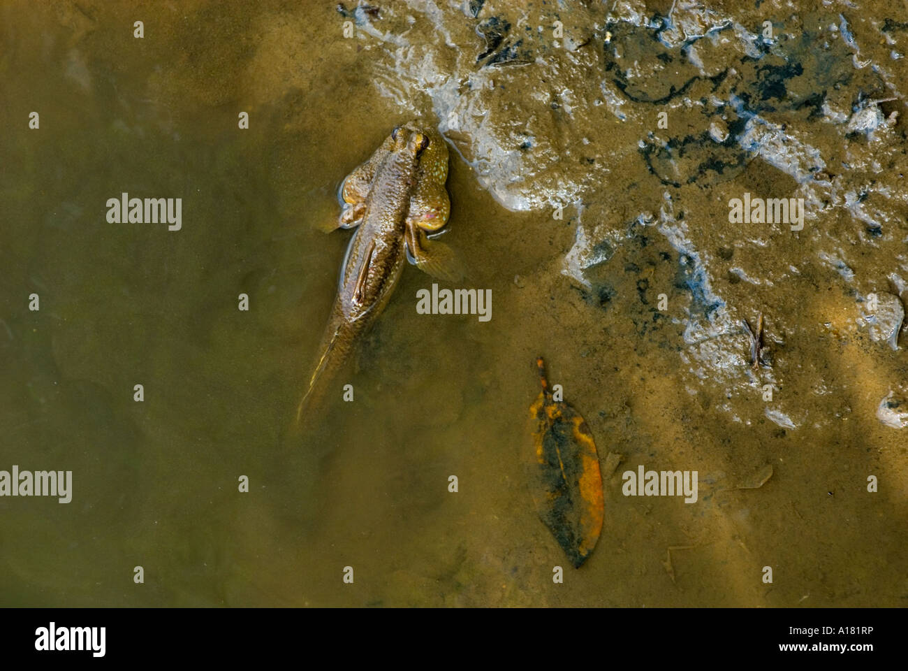 Giant Mudskipper Periophthalmodon schlosseri wildlife wild wilderness ...