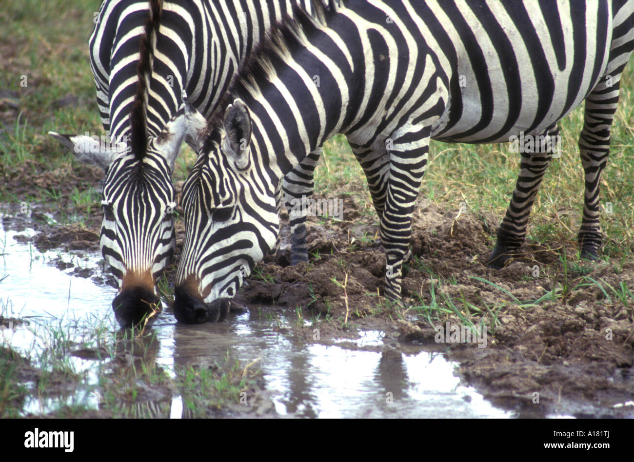 Two Common Zebra drinking from a pool in Masai Mara National Reserve ...