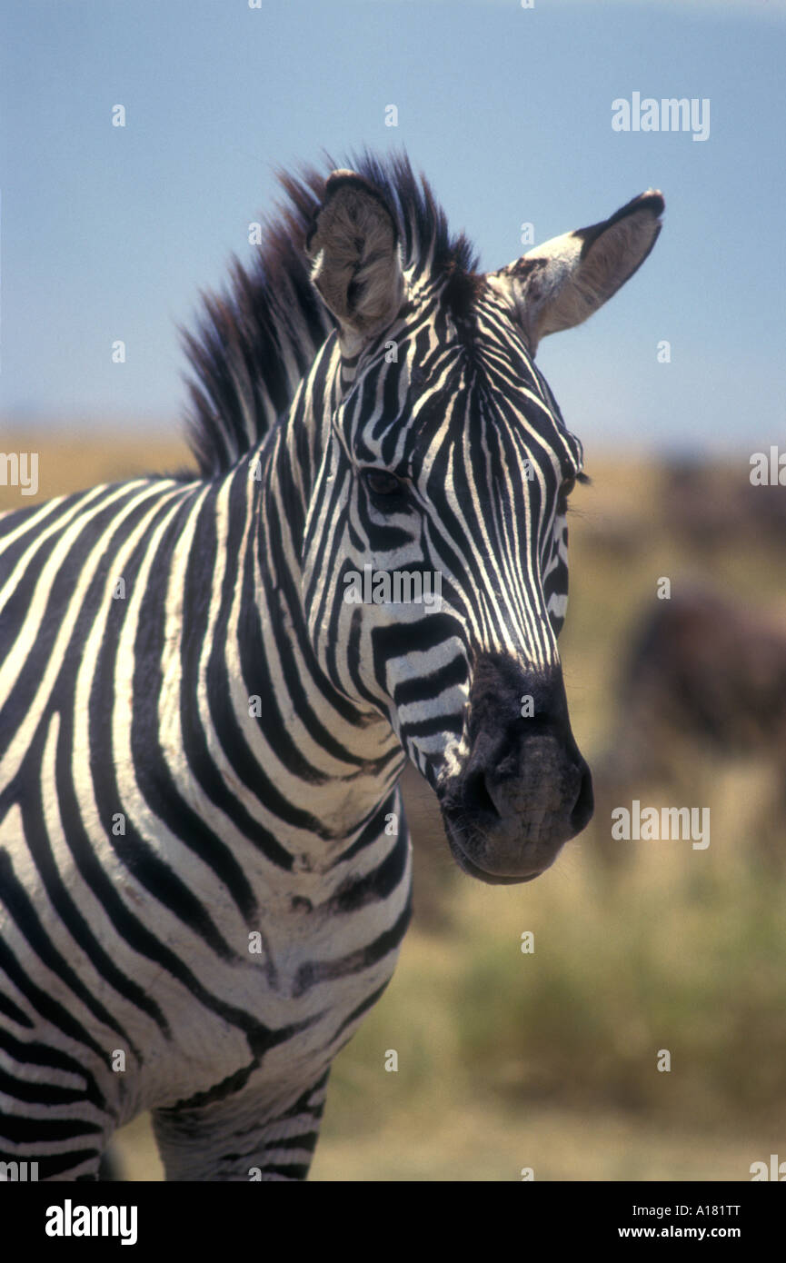 Portrait of Common Zebra Masai Mara National Reserve Kenya East Africa ...